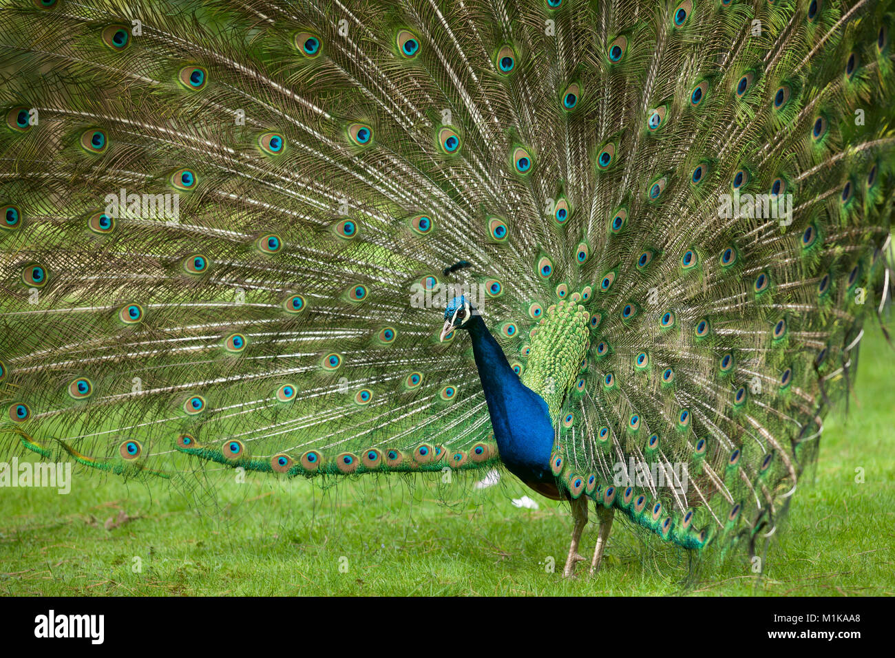 Germany, peacock, common peafowl (lat. Pavo cristatus) displaying tail ...