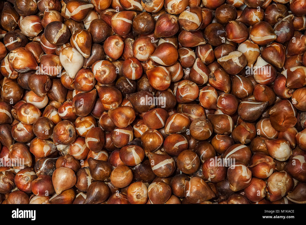 Tulip bulbs scattered for drying after cleaning. Showcase in a flower ...