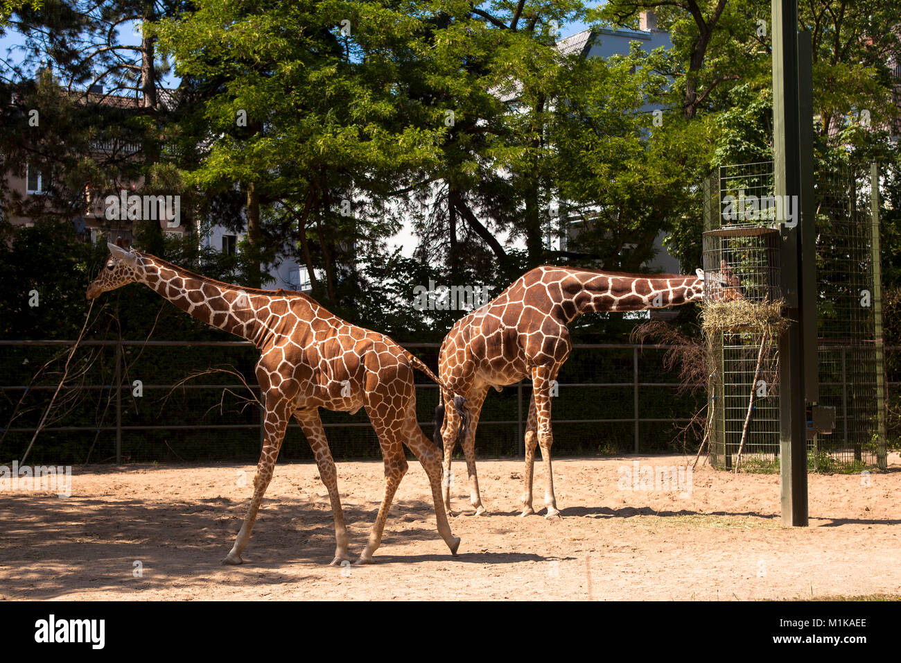 Germany, Cologne, giraffes (Giraffa cameloparadalis) at the zoo ...
