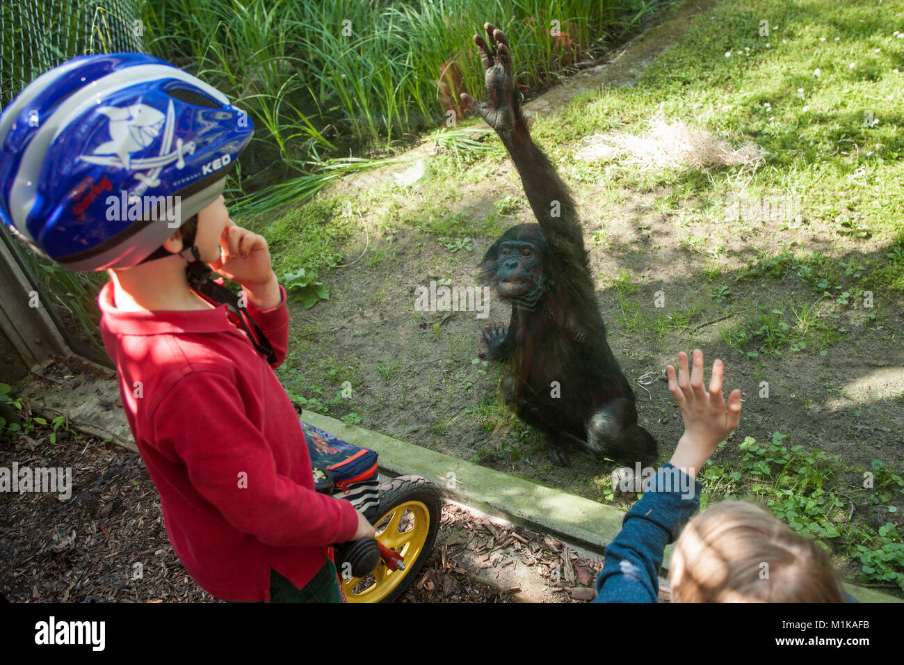 Germany, Cologne, young bonobo at the zoological garden play with a ...