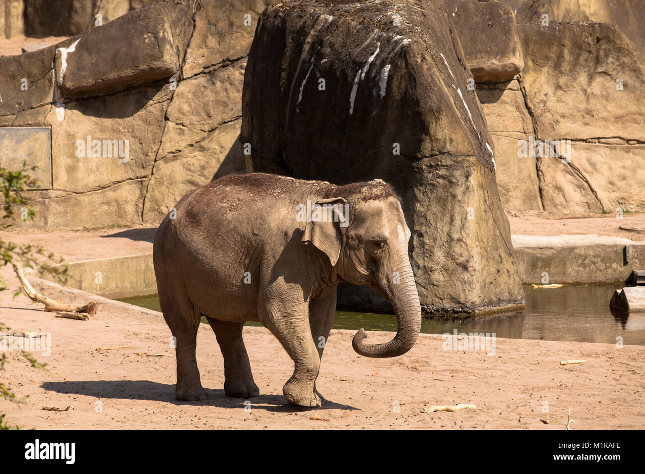 Germany, Cologne, the zoological garden, young elephant. Deutschland ...