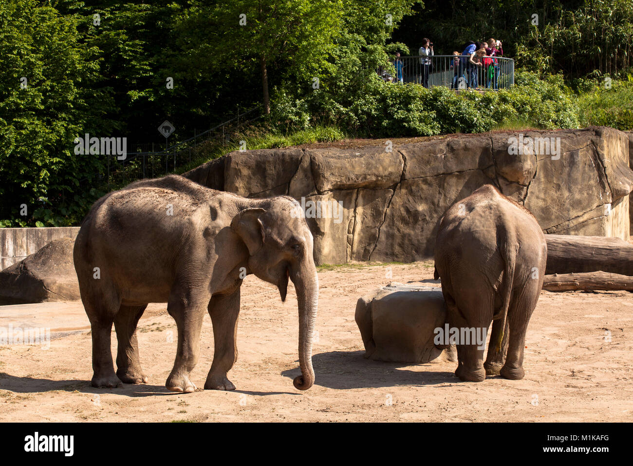 Germany, Cologne, the zoological garden, elephants. Deutschland, Koeln ...