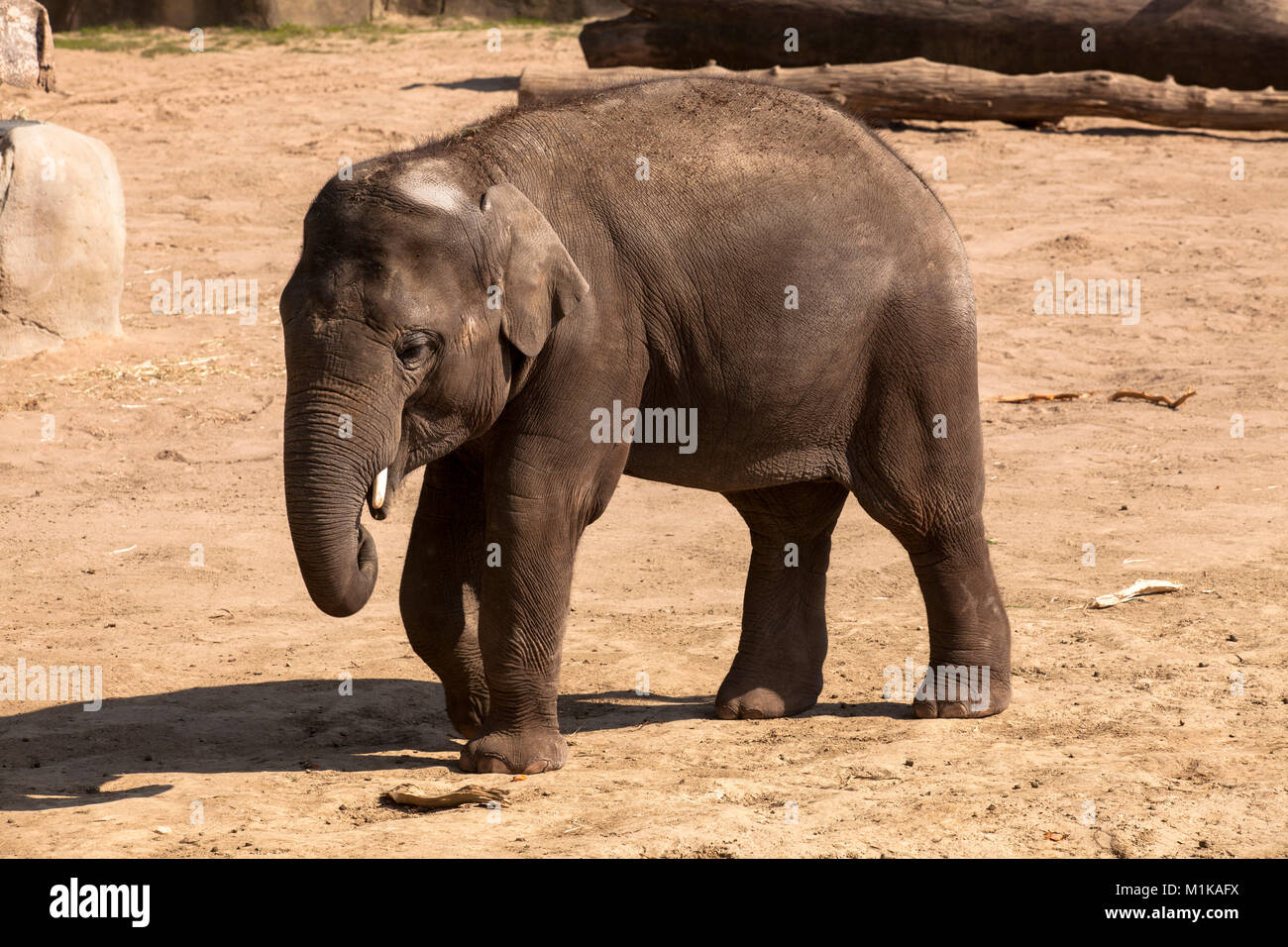 Germany, Cologne, the zoological garden, young elephant. Deutschland ...