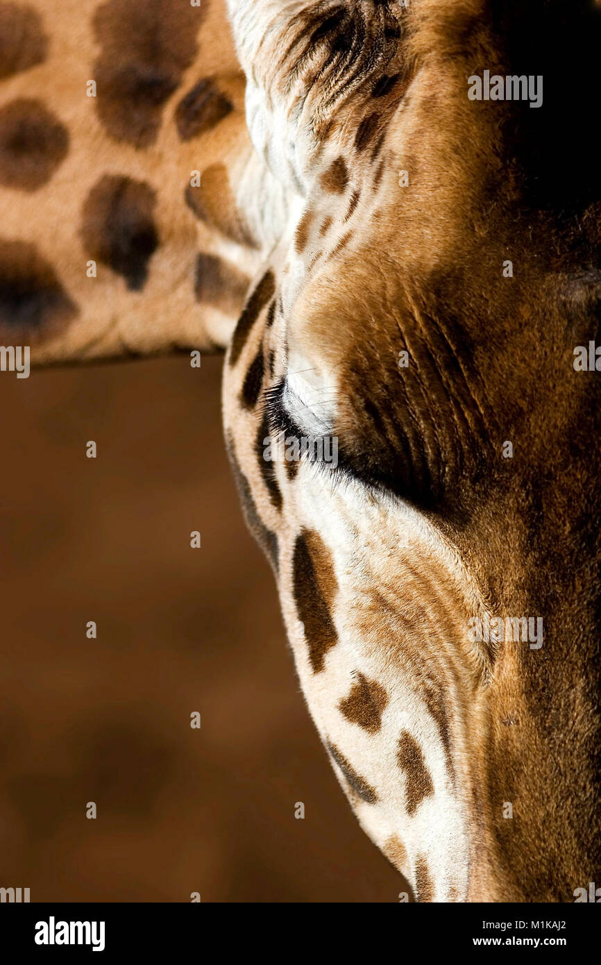 A Giraffe And Cover Half