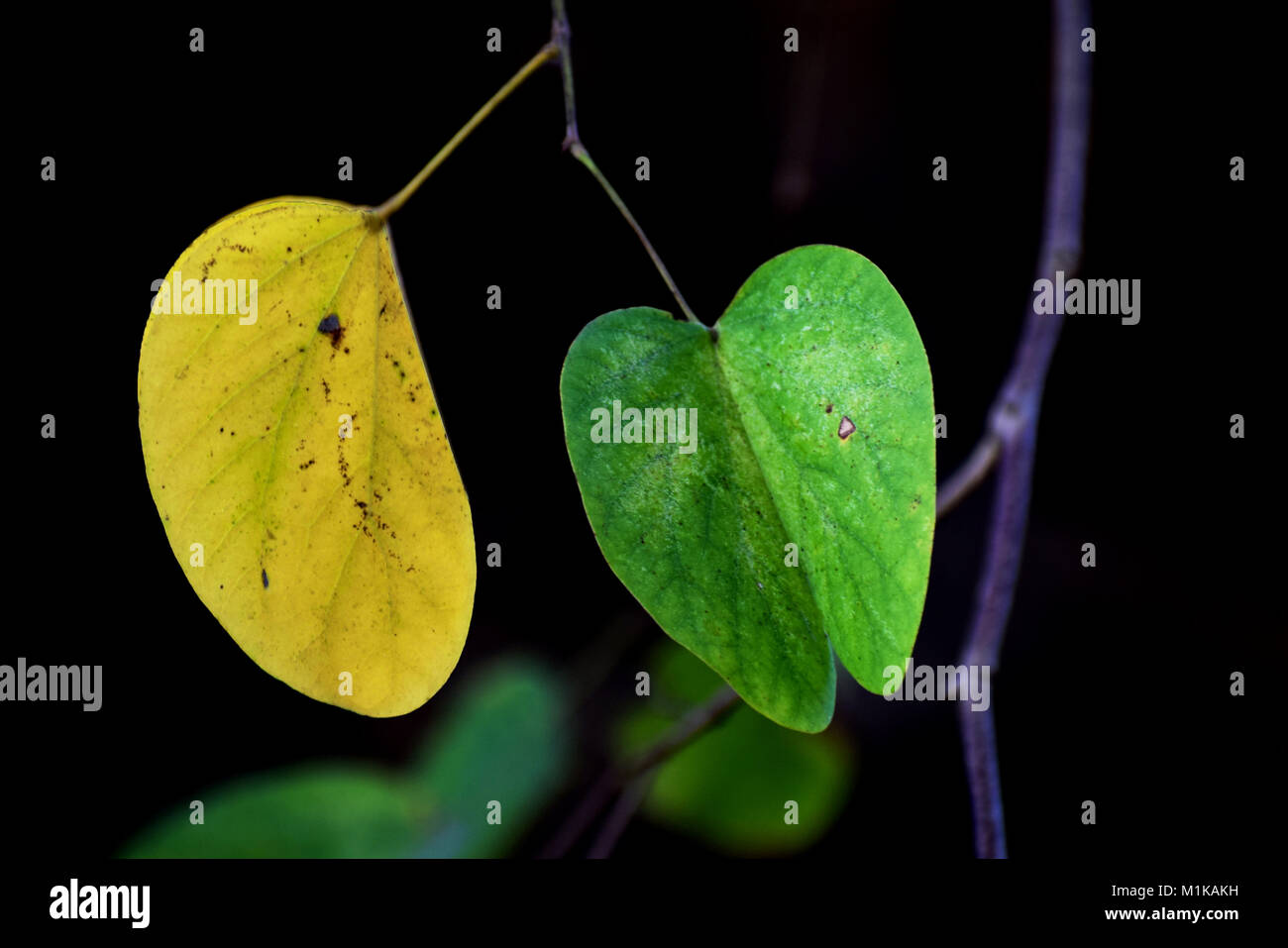 Dere flower hi-res stock photography and images - Alamy