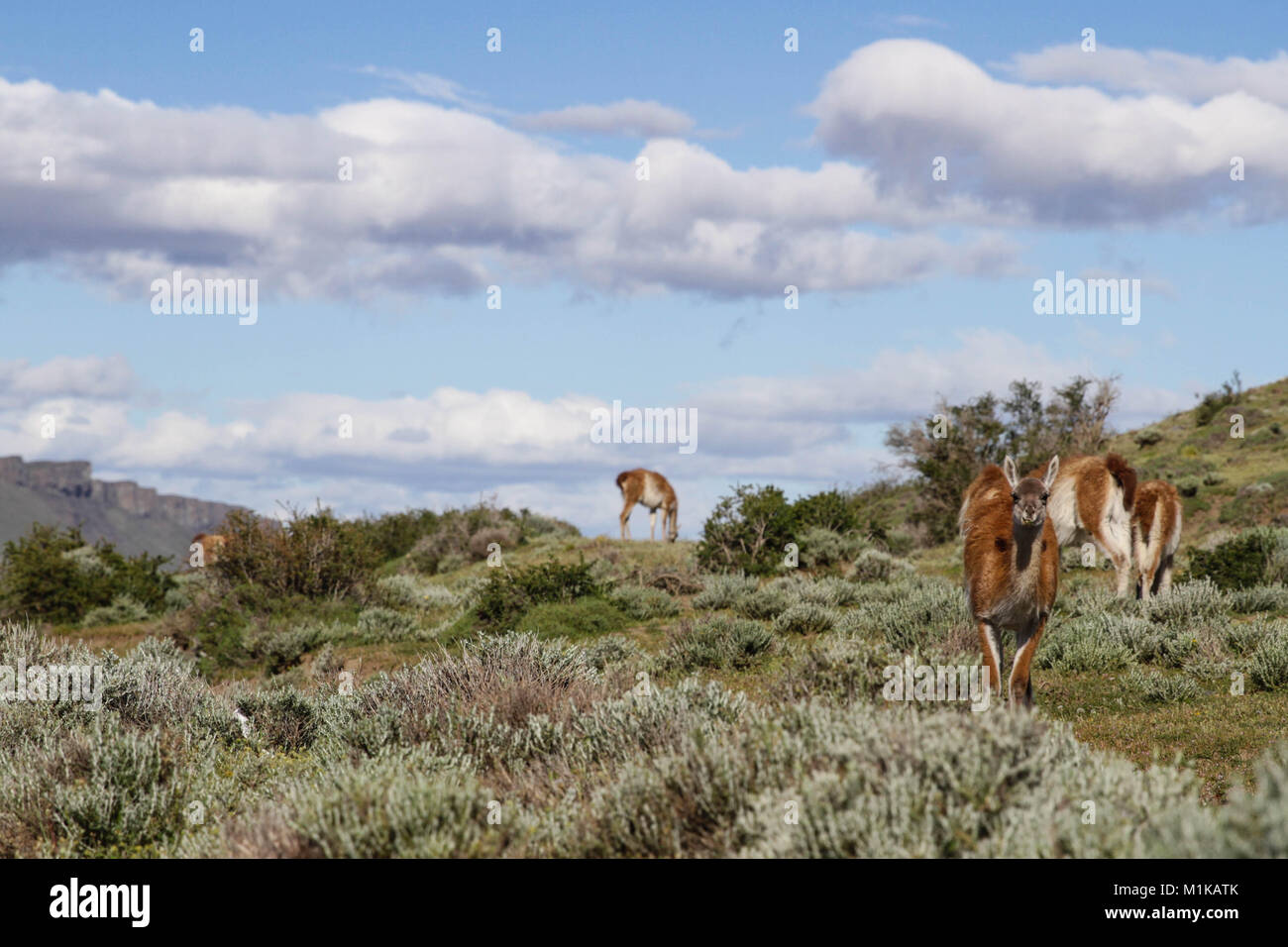 Grassing hi-res stock photography and images - Alamy