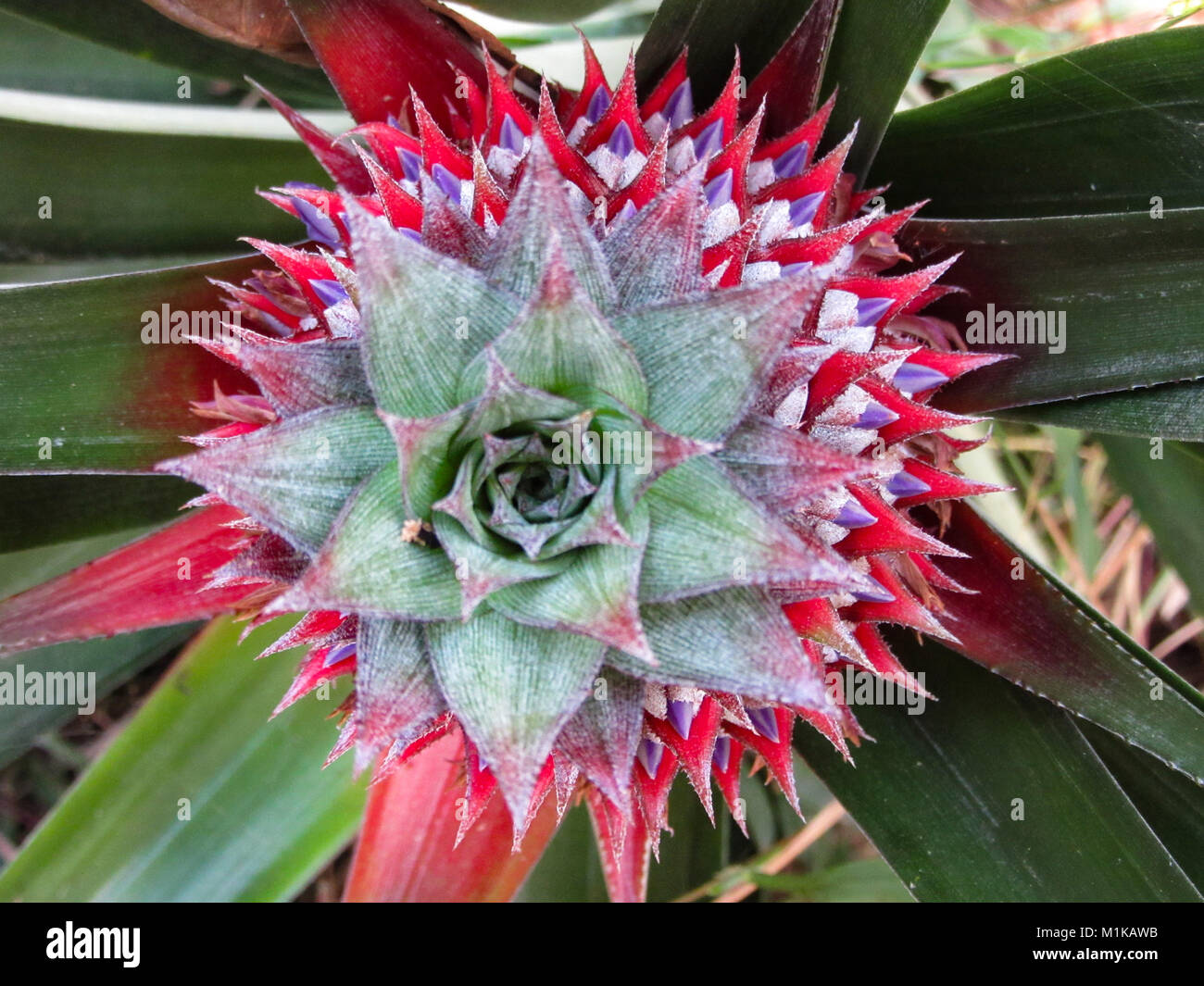 Dere flower hi-res stock photography and images - Alamy