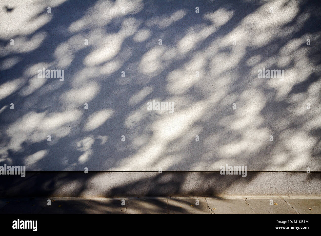 Tree branch shadows on wall hi-res stock photography and images - Alamy