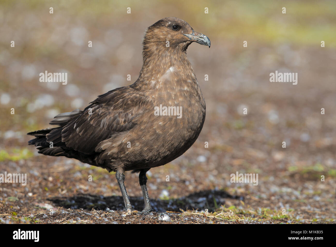 Polar skua hi-res stock photography and images - Alamy