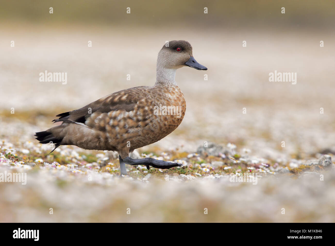 Aggressive duck hi-res stock photography and images - Alamy