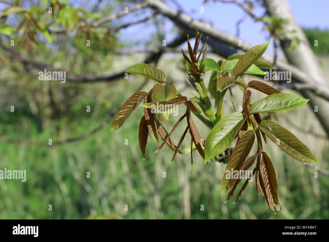 walnut, walnut tree, juglans regia, juglans, regia, persian walnut ...