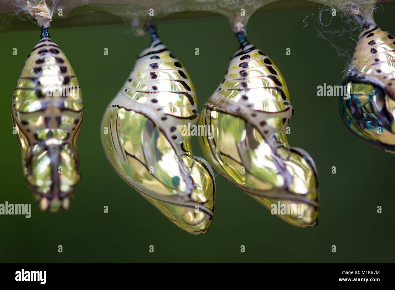 Golden Butterfly High Resolution Stock Photography and Images - Alamy