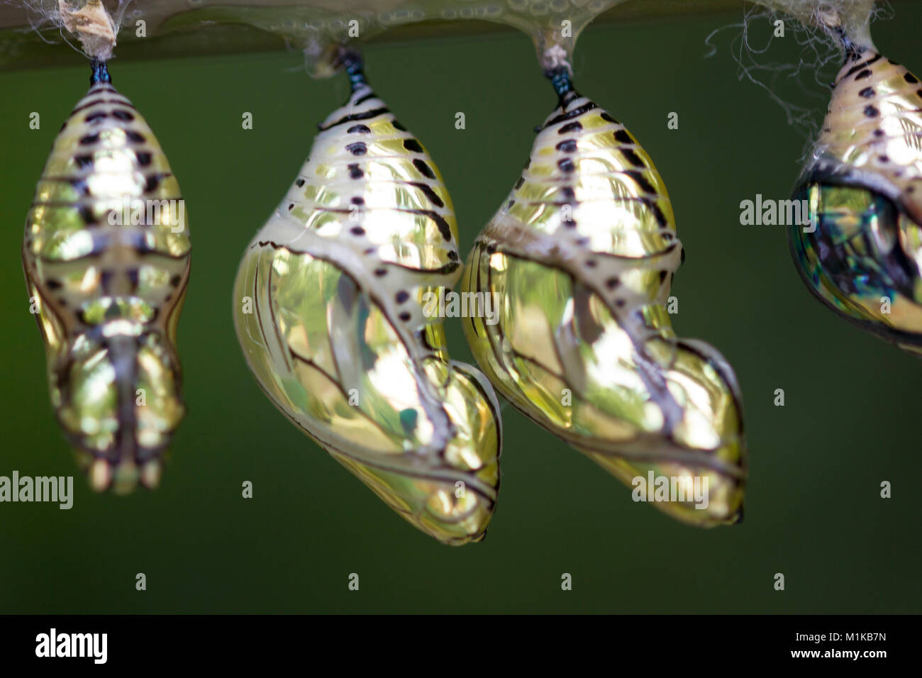 Butterfly Chrysalis High Resolution Stock Photography and Images - Alamy