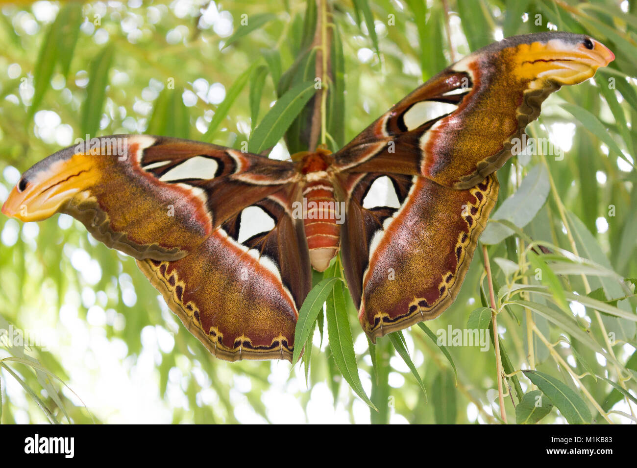 Attacus Atlas Stock Photos & Attacus Atlas Stock Images - Alamy