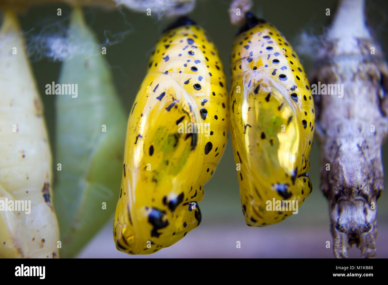 Hedylidae Butterfly High Resolution Stock Photography and Images - Alamy