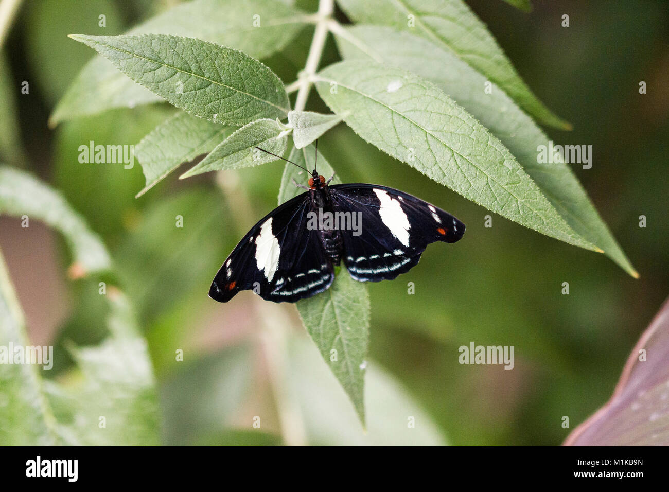Lines Butterfly Wing High Resolution Stock Photography and Images - Alamy