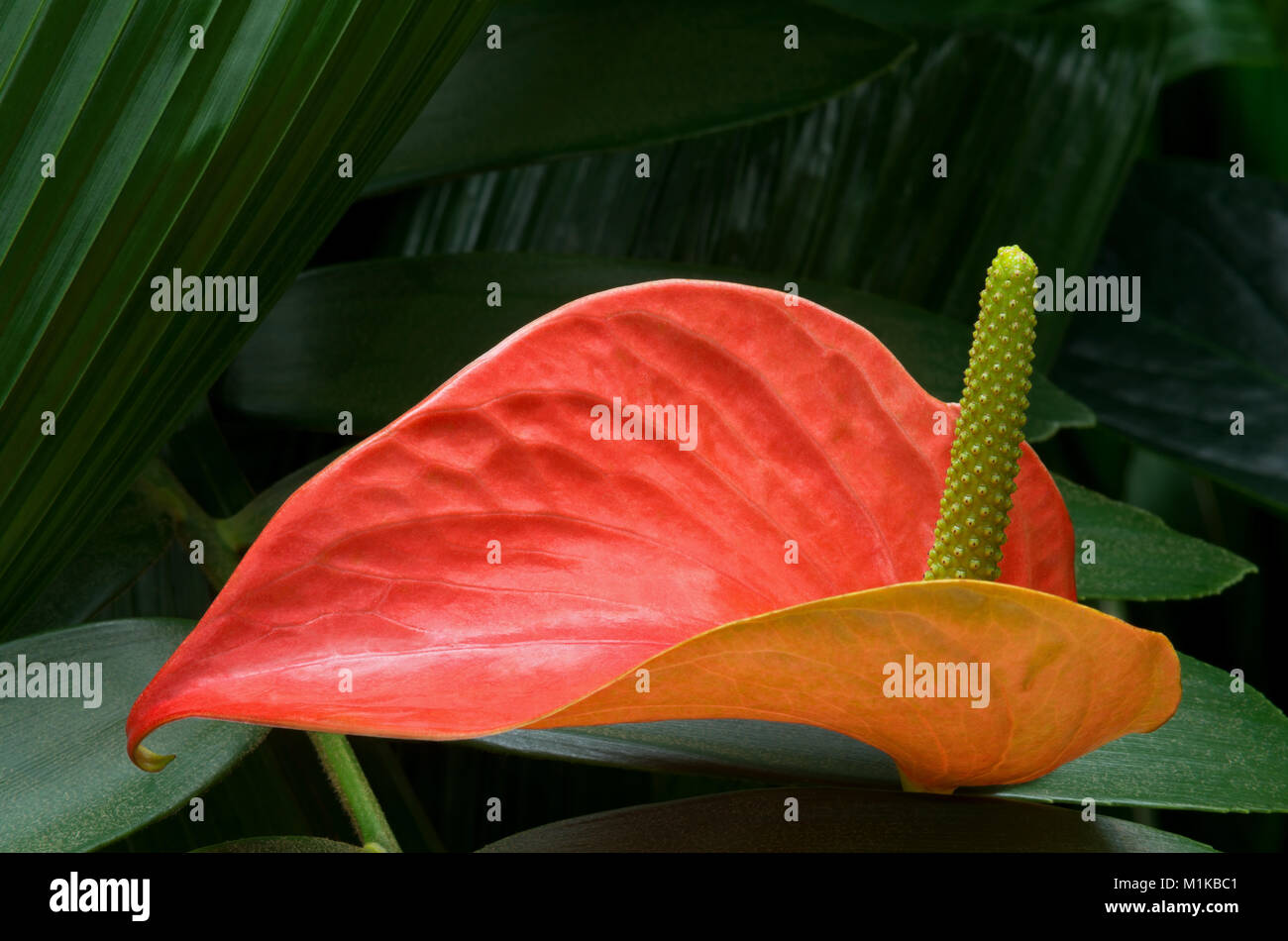 red anthurium plant with spathe protruding from red leaf against green ...