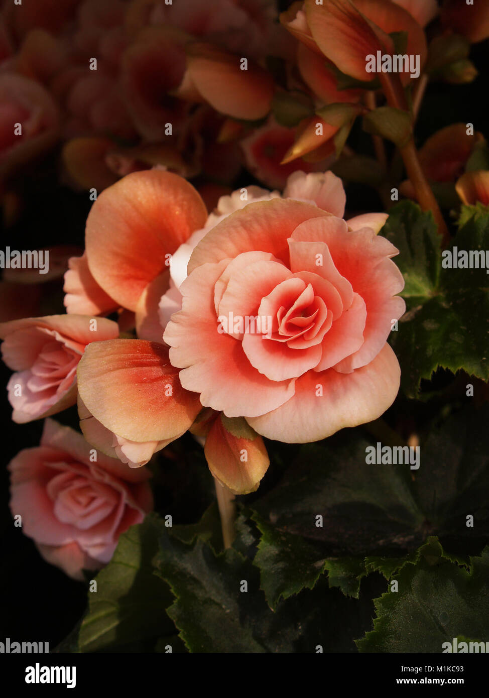 Salmon Color Rose High Resolution Stock Photography and Images - Alamy