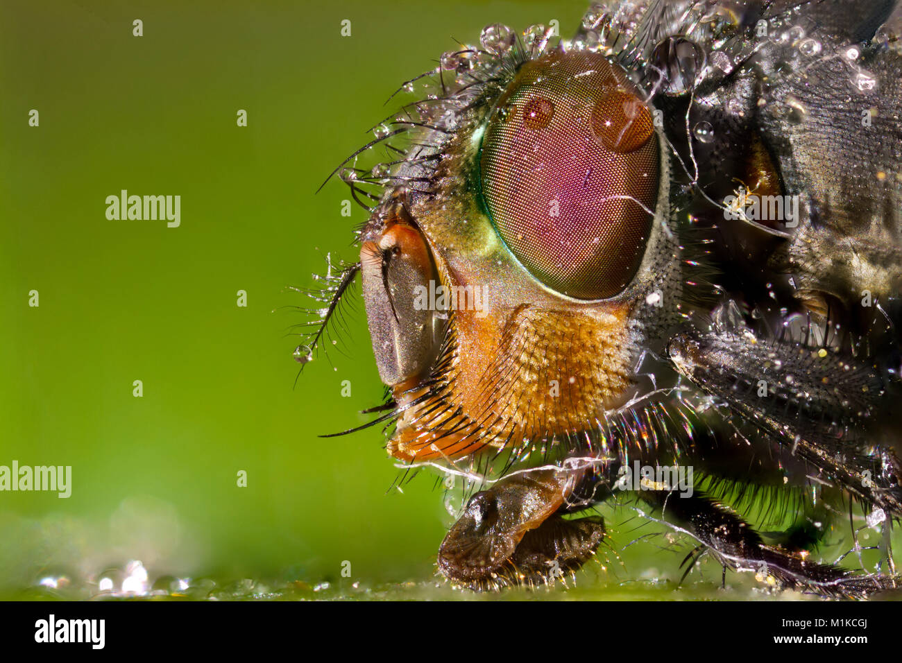 Head of fly shot with very high magnification with the blurred green ...