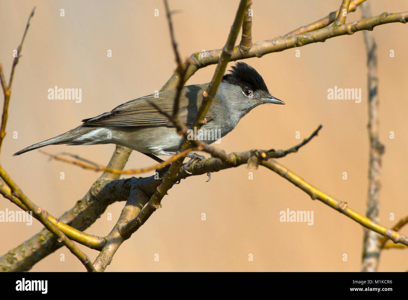 A male Capinera peeps through the branches with a blurred background ...