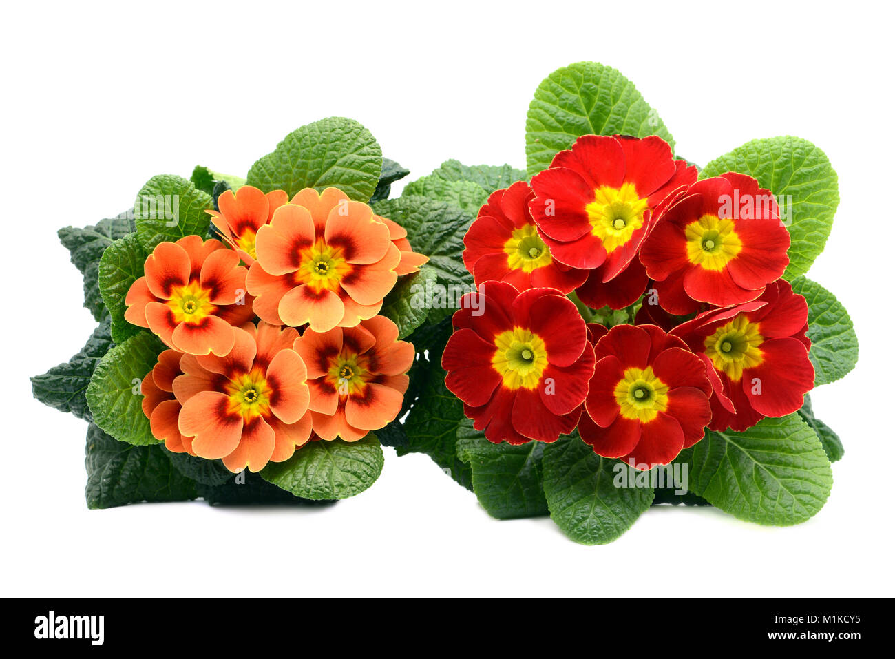 two red and orange primula flowers from top view on white isolated ...