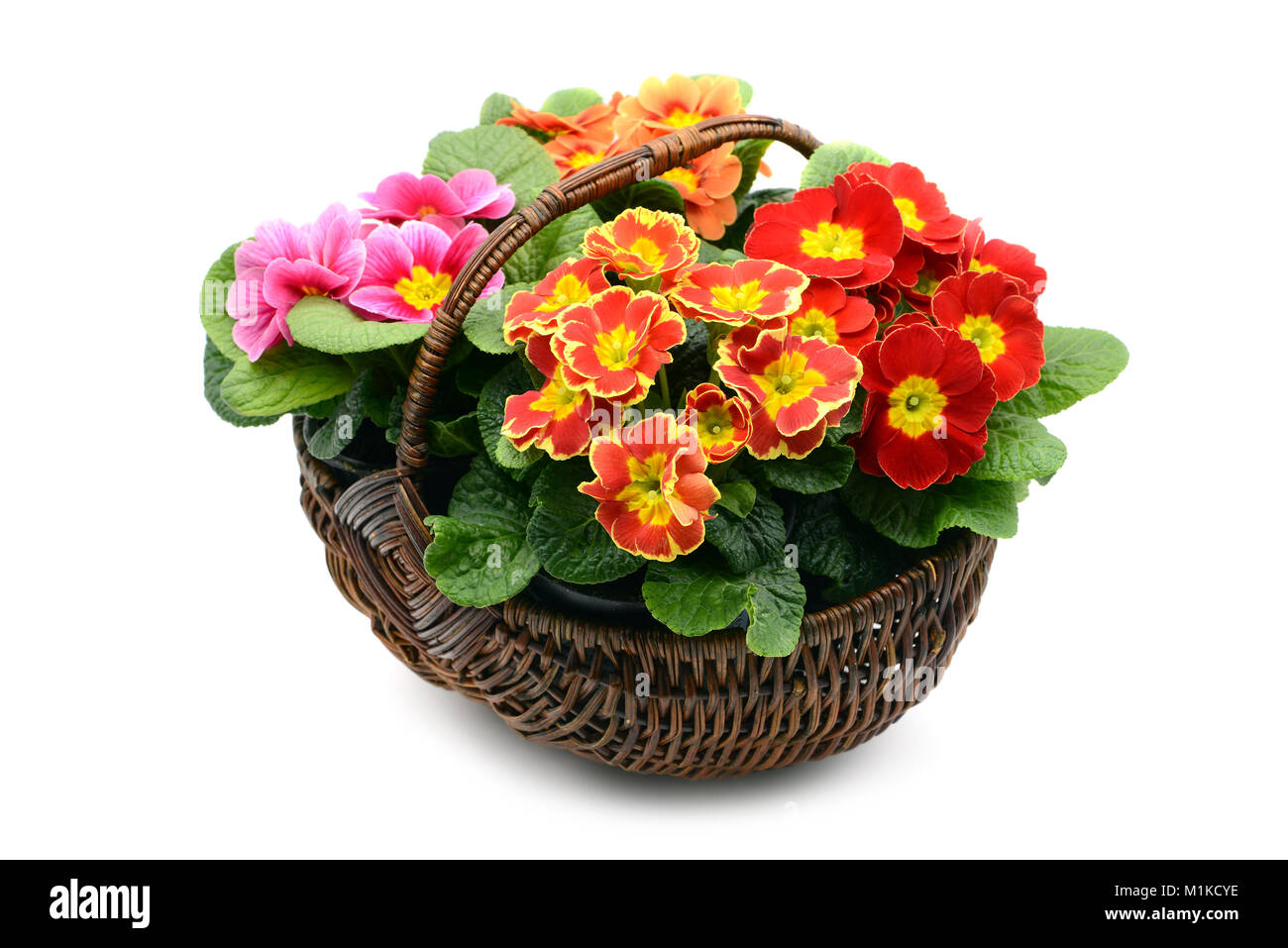 Basket with four primula flowers in red orange pink on white isolated ...
