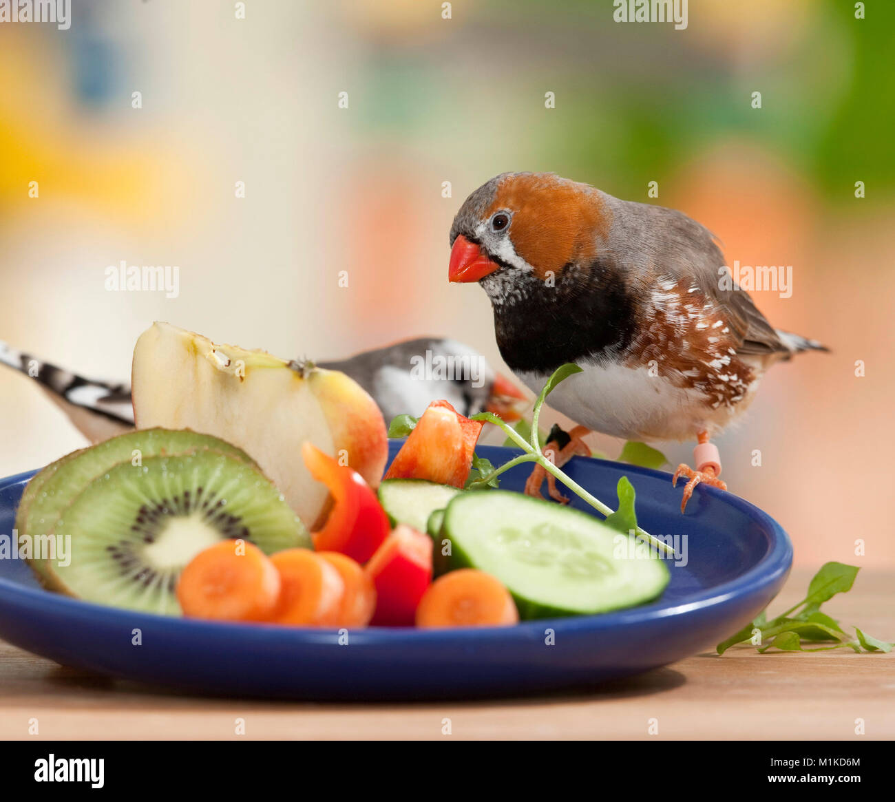 Apple finch hi-res stock photography and images - Alamy