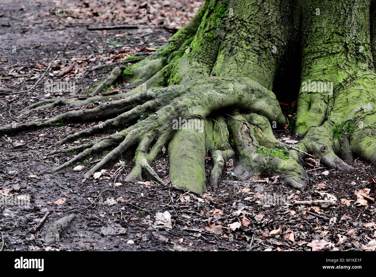 Finger like leaves hi-res stock photography and images - Alamy