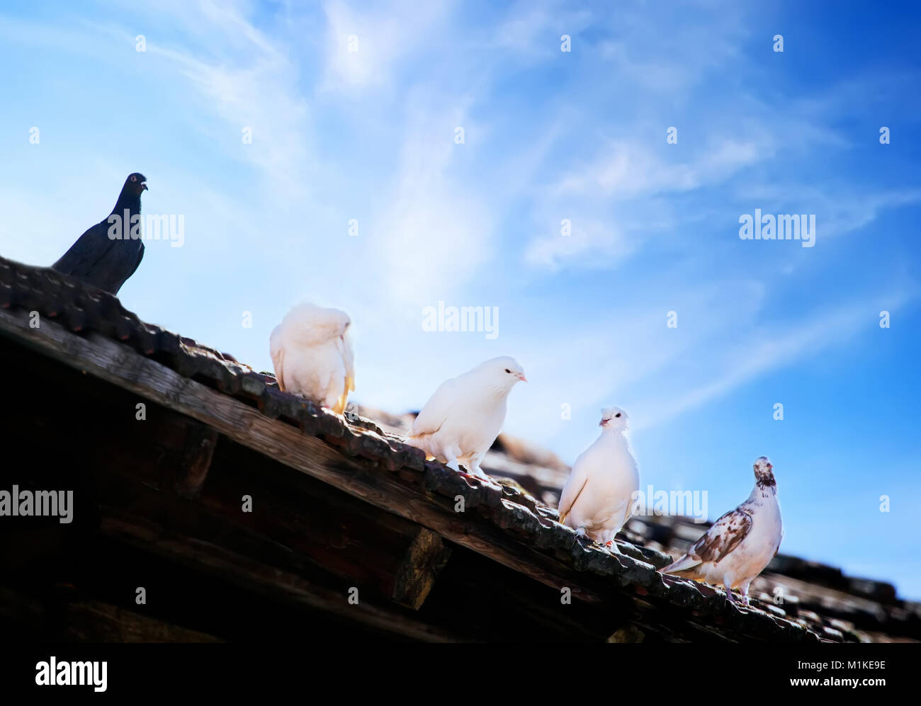 Dumb bird hi-res stock photography and images - Alamy