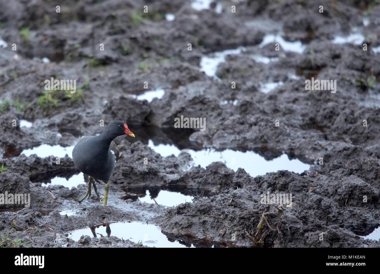 A moorhen looks for food in muddy field Stock Photo - Alamy