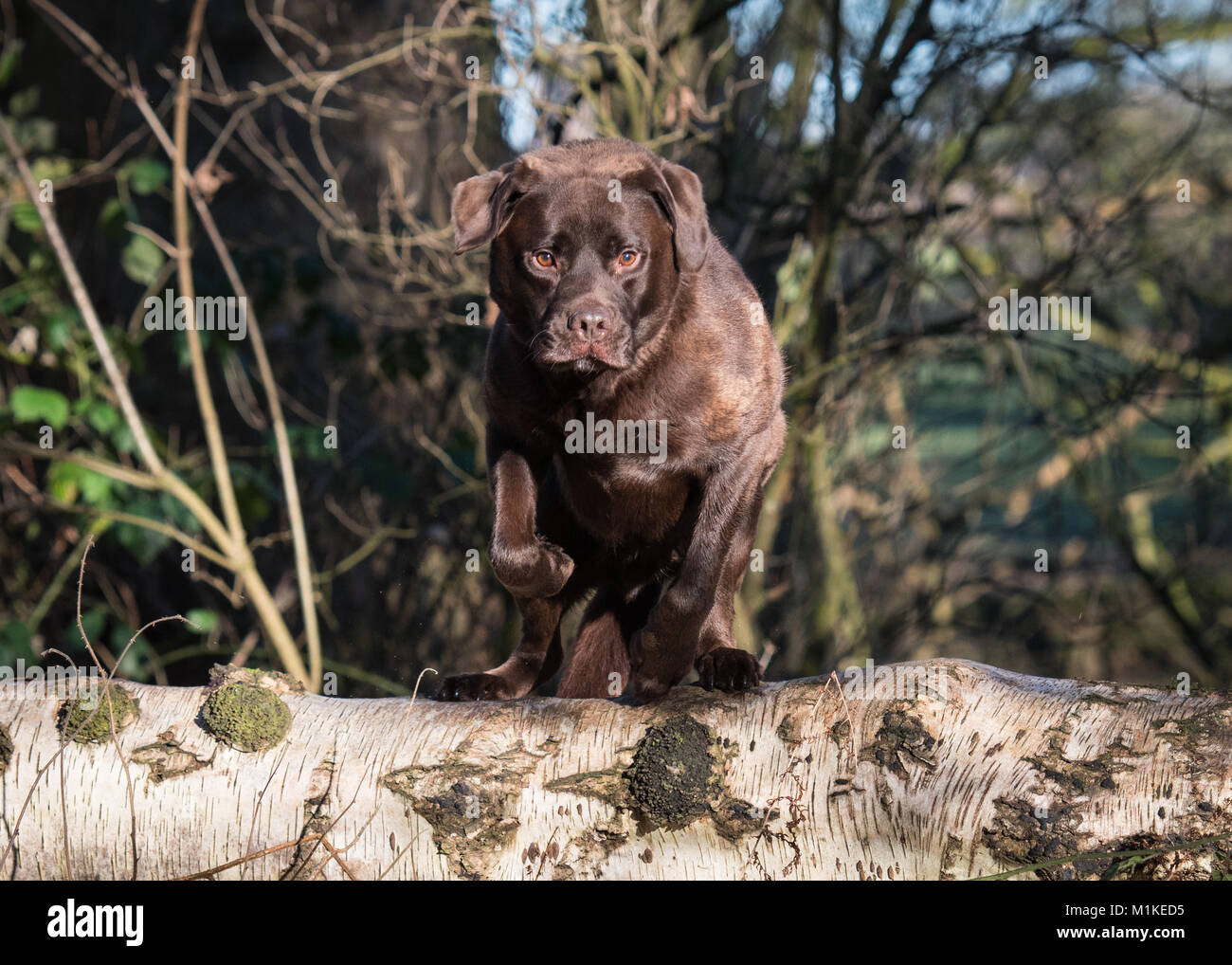 Labrador retriever jumping tree in hi-res stock photography and images ...