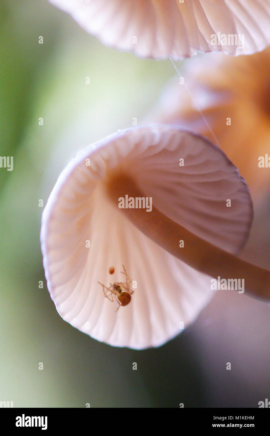 Mushroom with spider closeup in ancient forest on Vancouver Island in ...