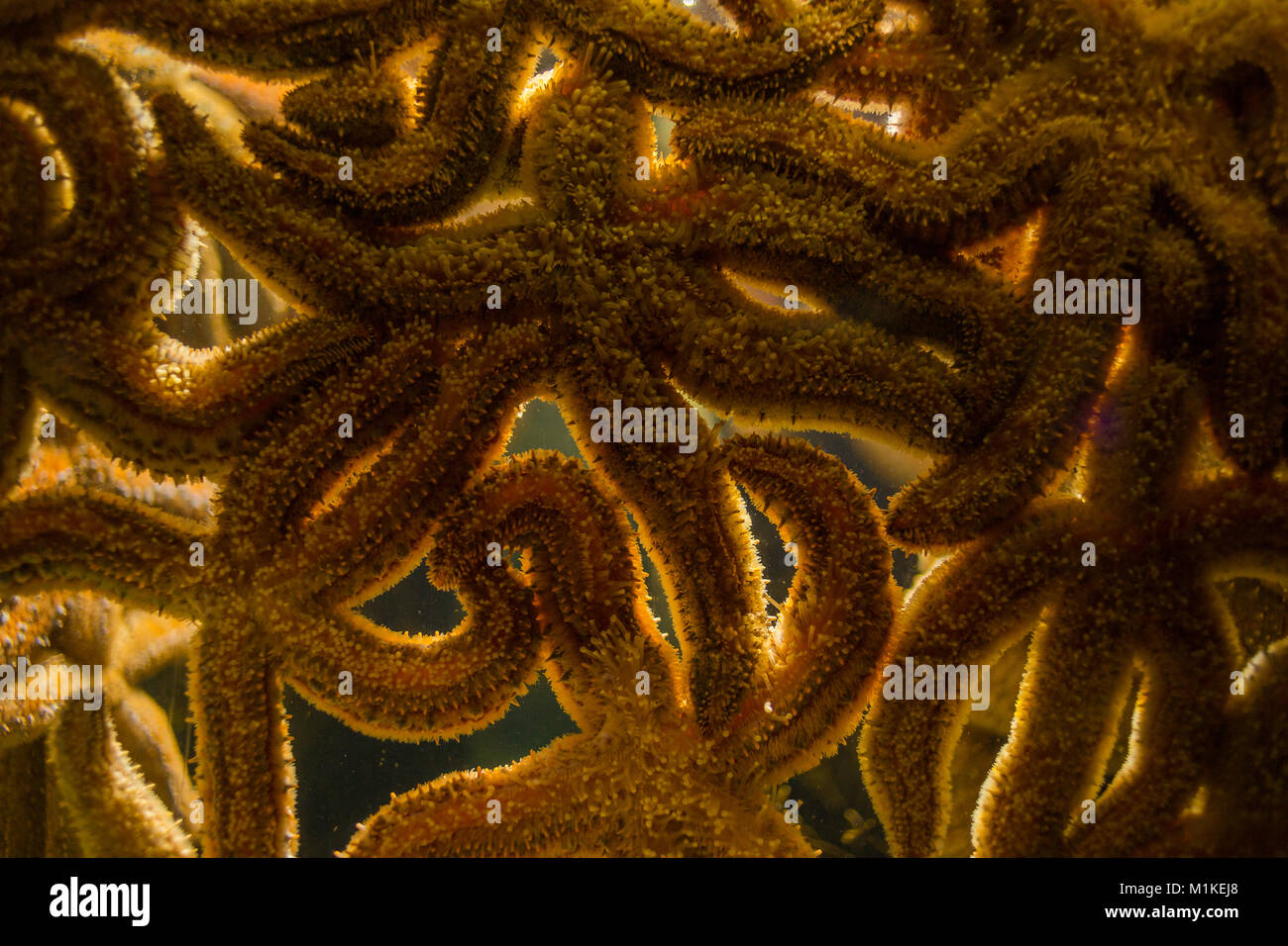 Starfish against the glass of an aquarium exposing their underside to ...