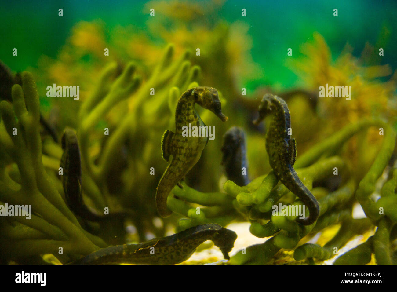 Spiny seahorse in seagrass hi-res stock photography and images - Alamy