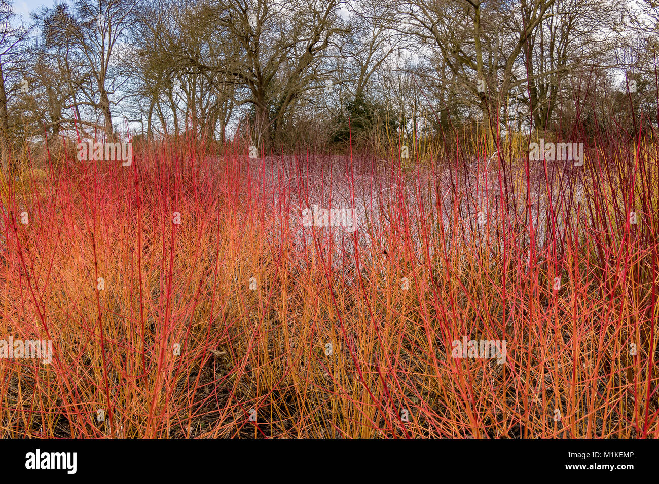 Cornus sanguinea midwinter fire hi-res stock photography and images - Alamy