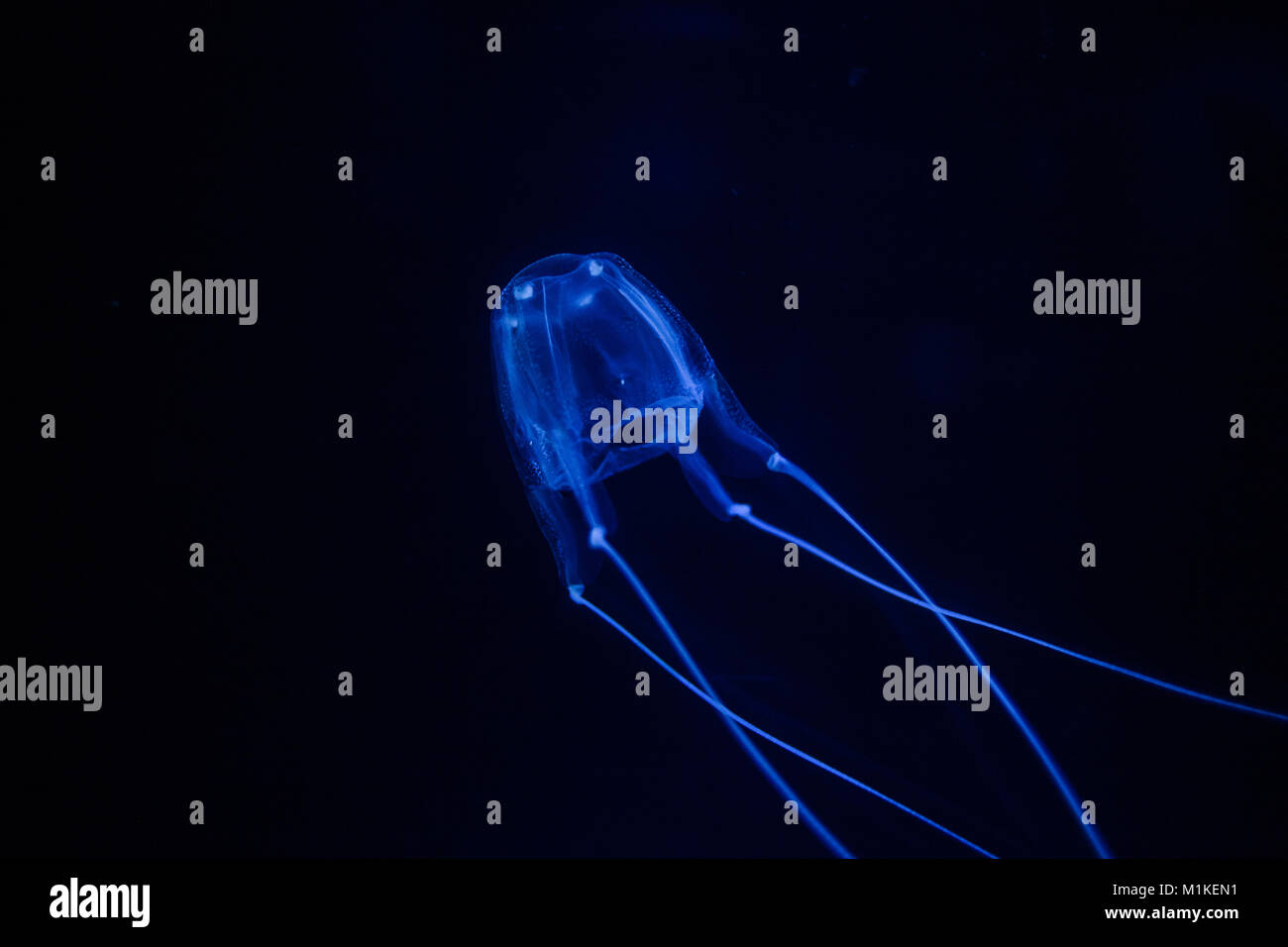 Box jellyfish hi-res stock photography and images - Alamy