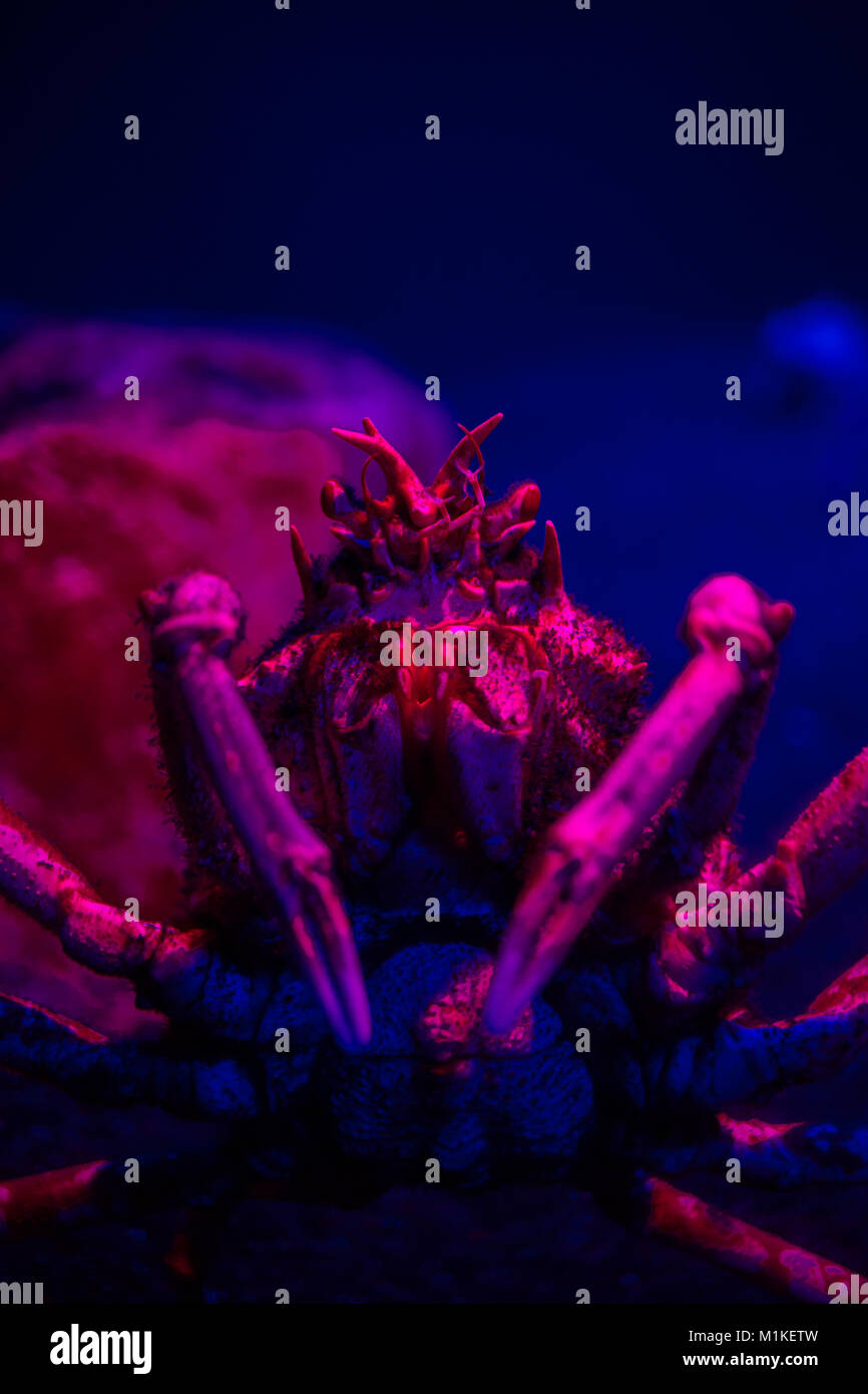 Spinous spider crab hi-res stock photography and images - Alamy