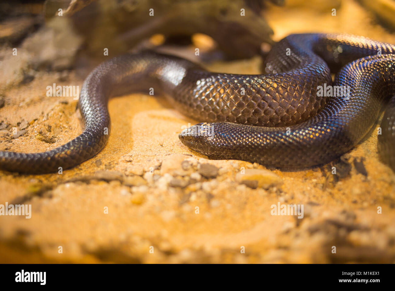 African mole snake hi-res stock photography and images - Alamy