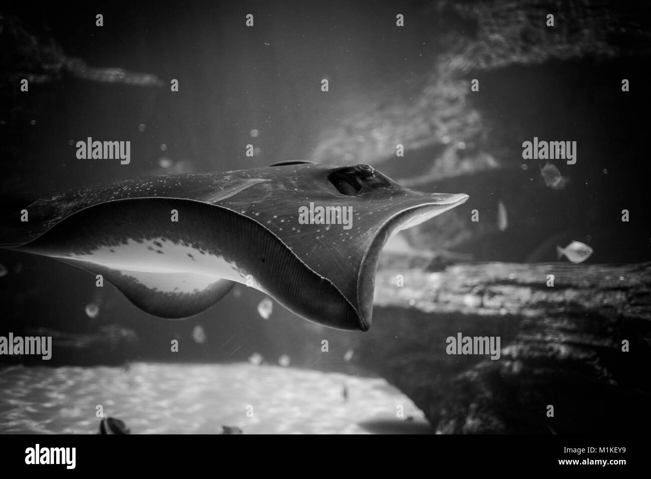 Close up under water view of a stingray swimming in an aquarium Stock ...