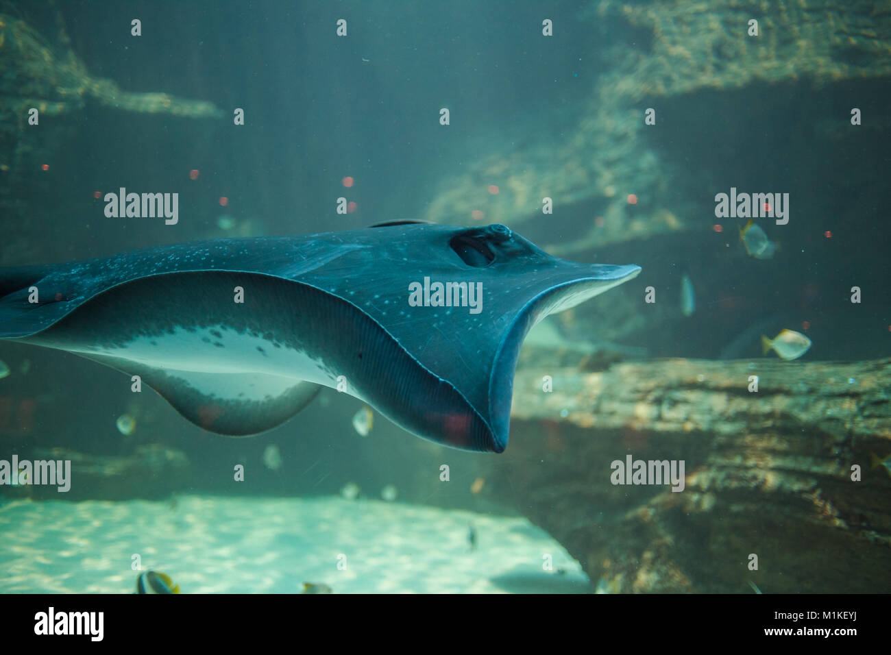 Diver Stingray, Underwater View High Resolution Stock Photography and ...