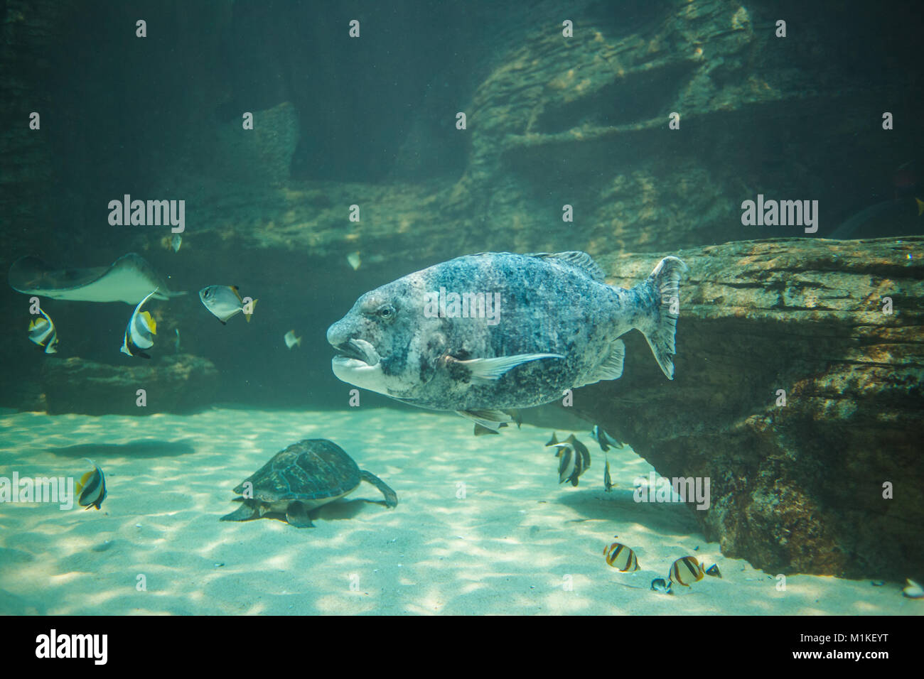 Close up image of a black musselcracker underwater Stock Photo - Alamy