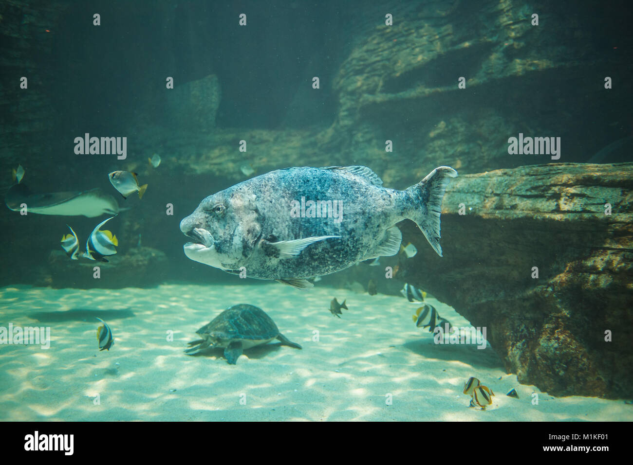 Black musselcracker hi-res stock photography and images - Alamy