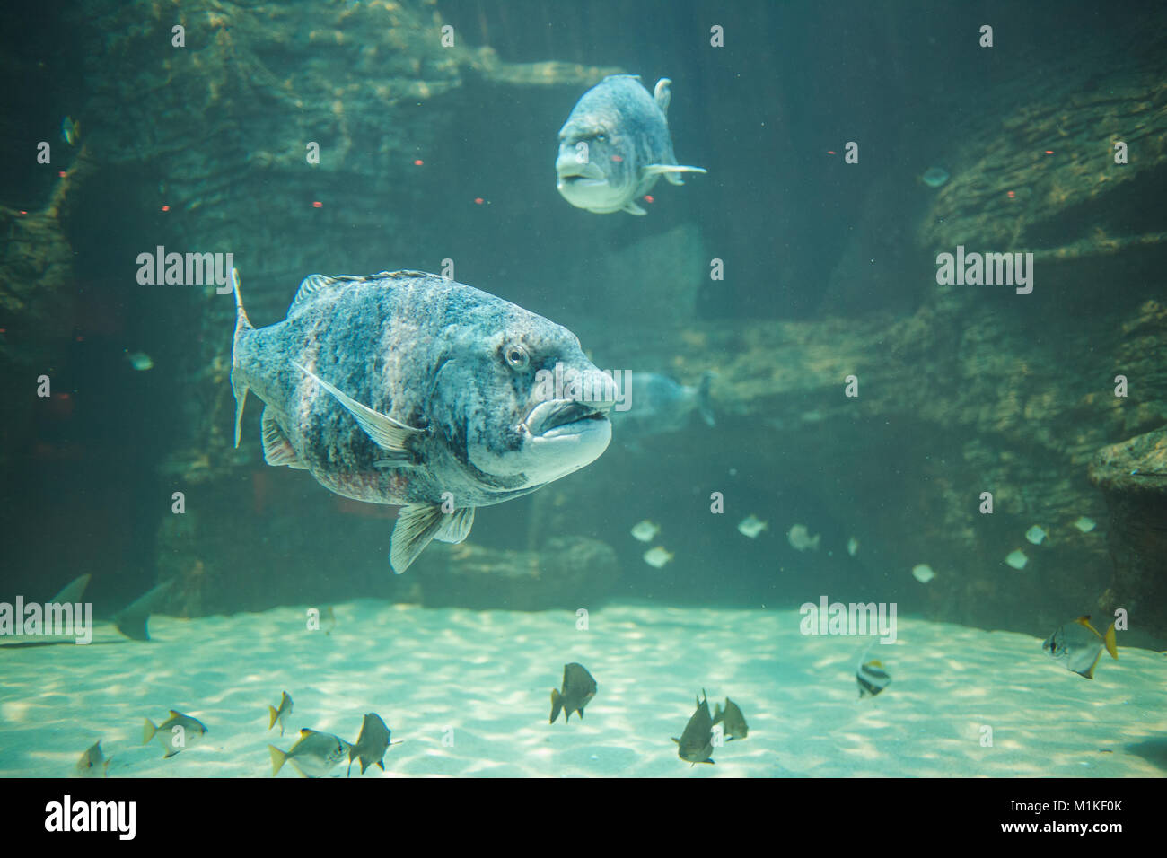 Black musselcracker cymatoceps nasutus hi-res stock photography and ...