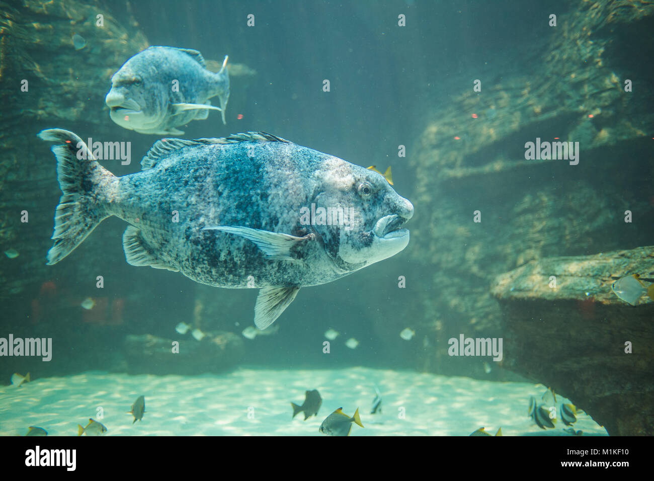 Close up image of a black musselcracker underwater Stock Photo - Alamy