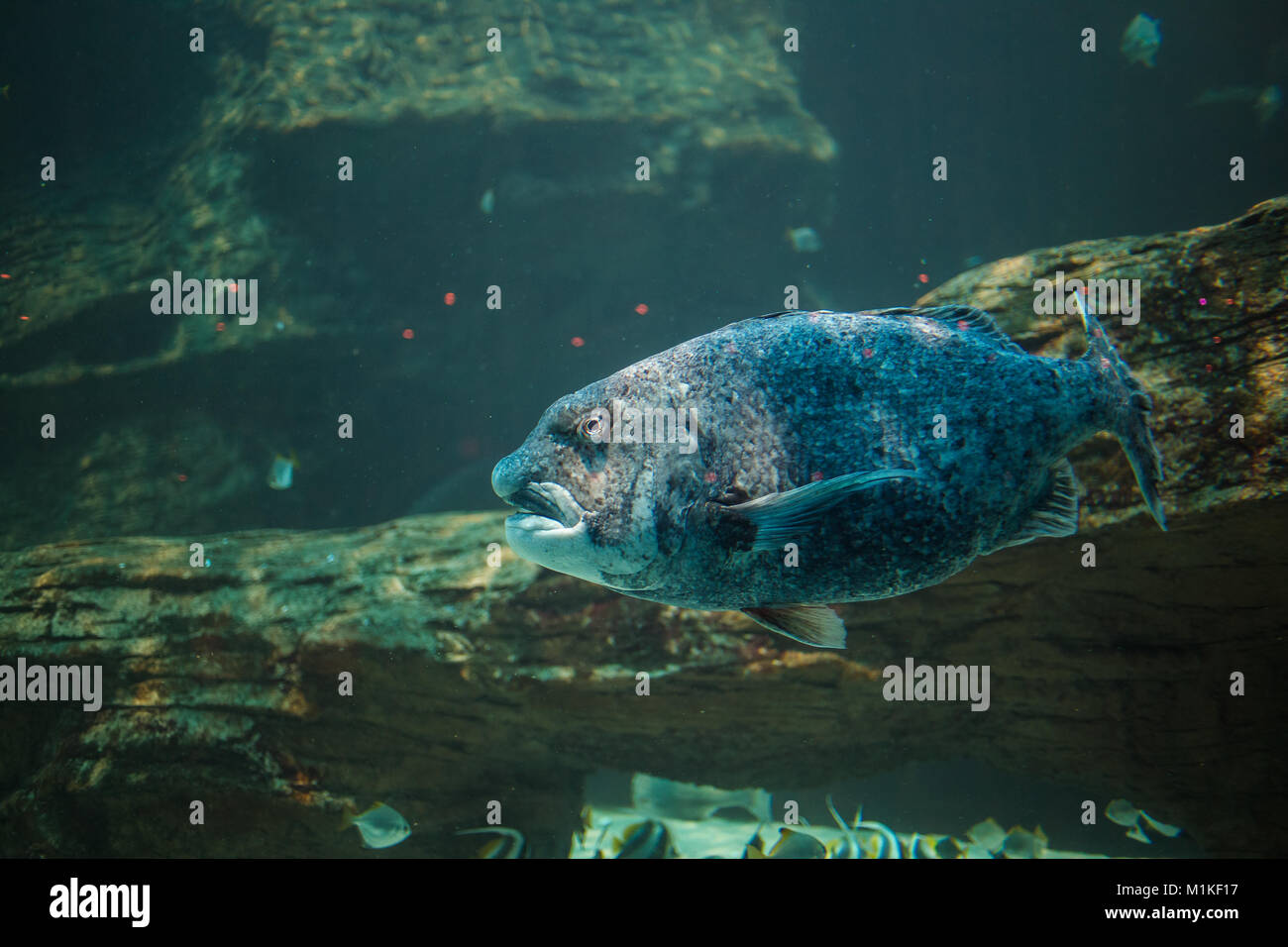 Close up image of a black musselcracker underwater Stock Photo - Alamy
