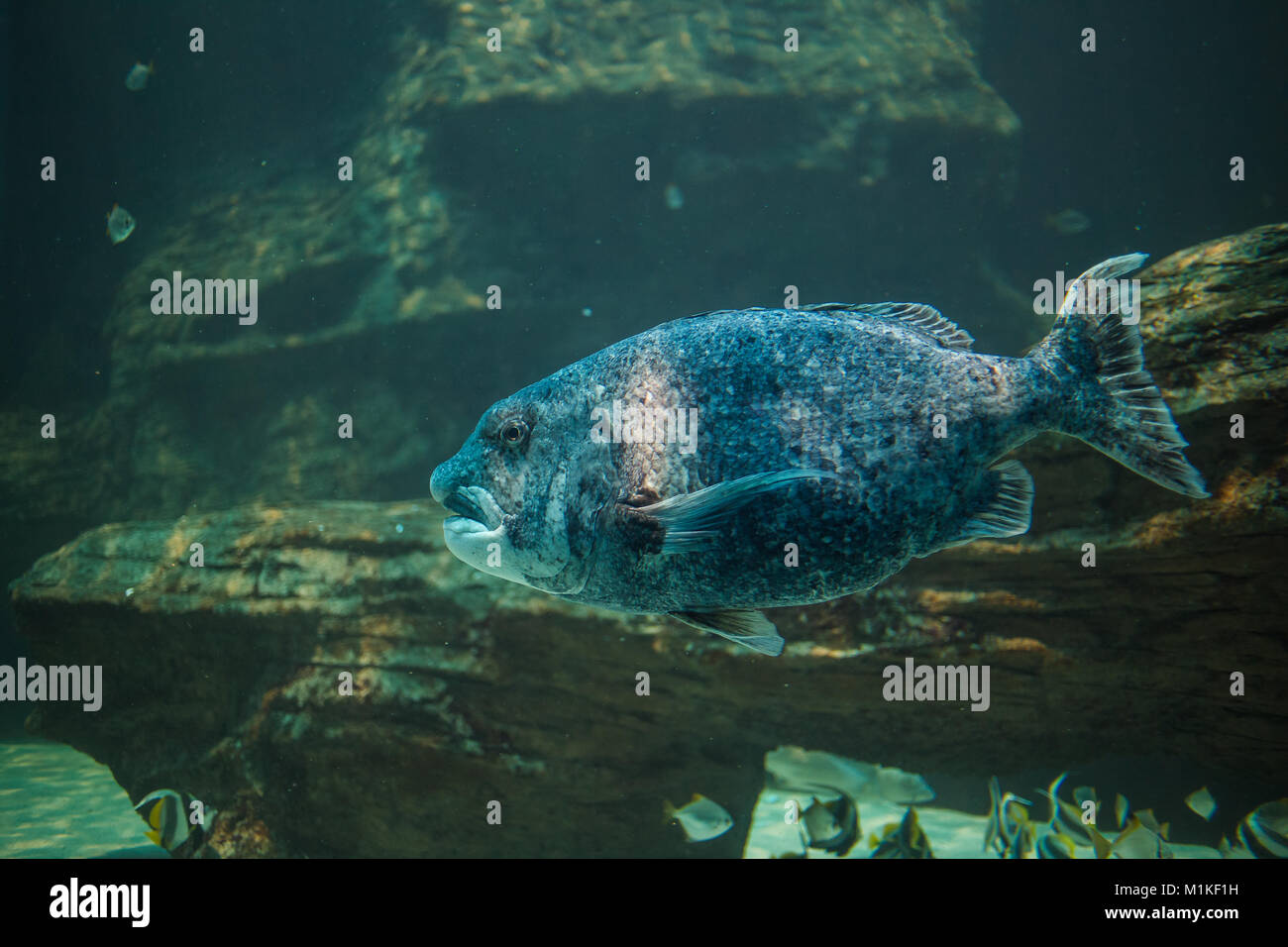 Black musselcracker cymatoceps nasutus hi-res stock photography and ...