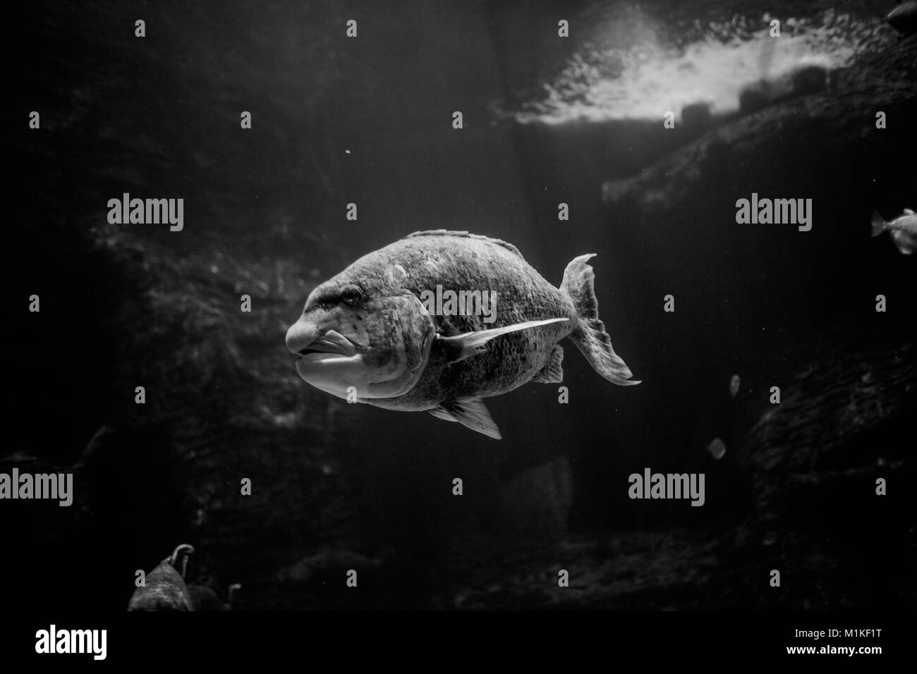 Black musselcracker cymatoceps nasutus hi-res stock photography and ...