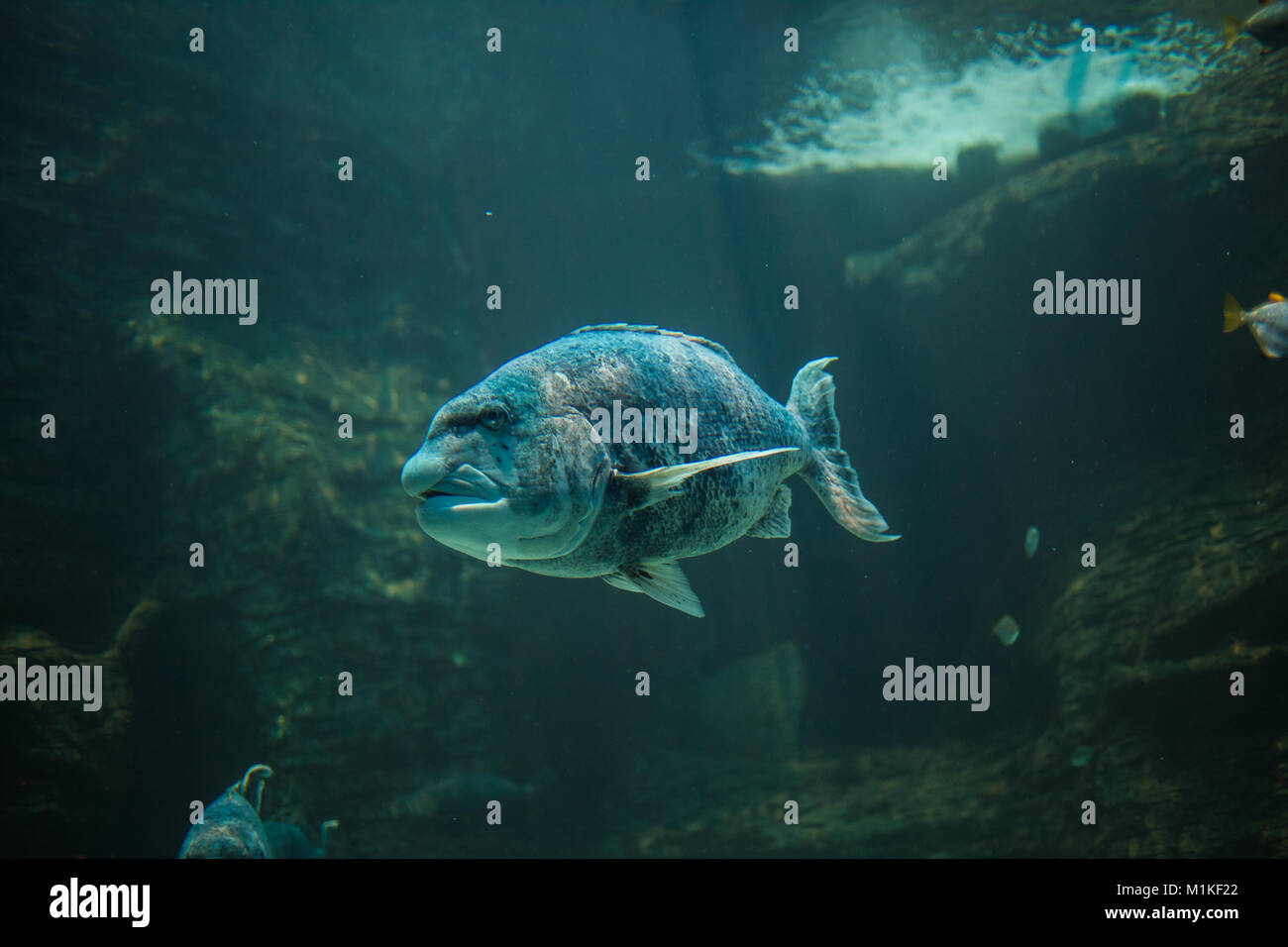 Black musselcracker hi-res stock photography and images - Alamy