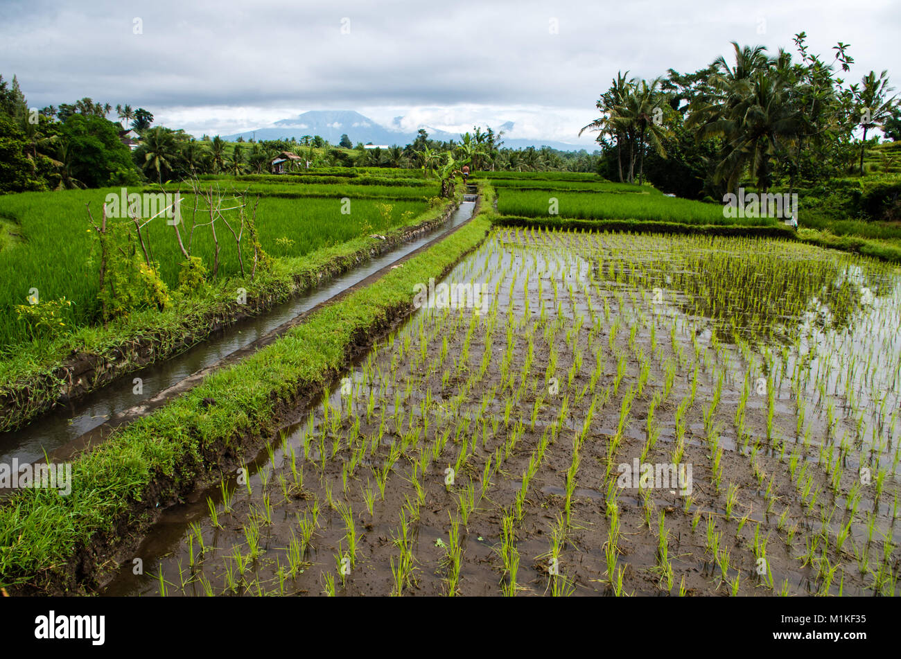 View over rice field on Bali, Indonesia Stock Photo - Alamy