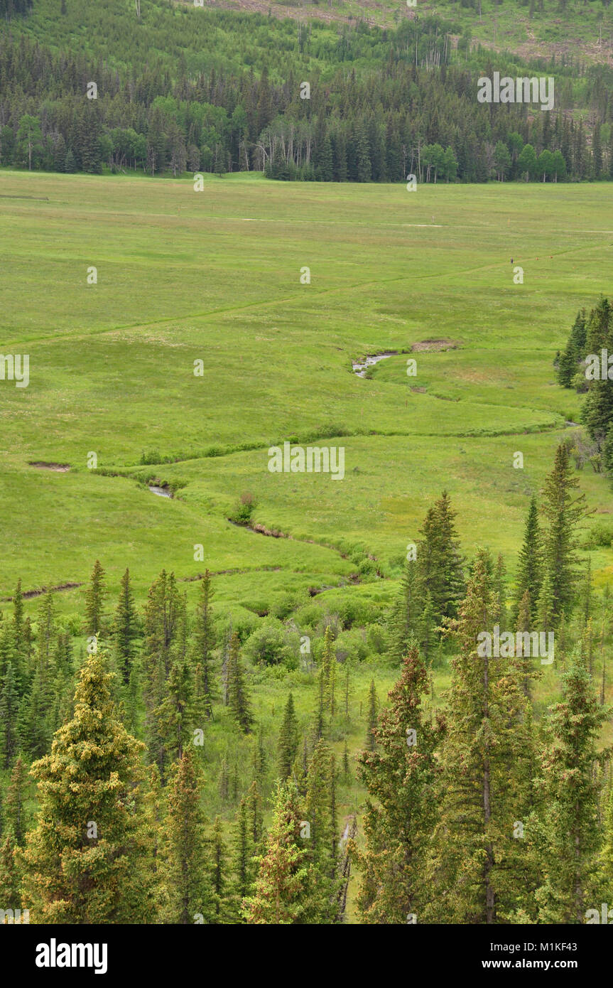 Foothill pine hi-res stock photography and images - Alamy